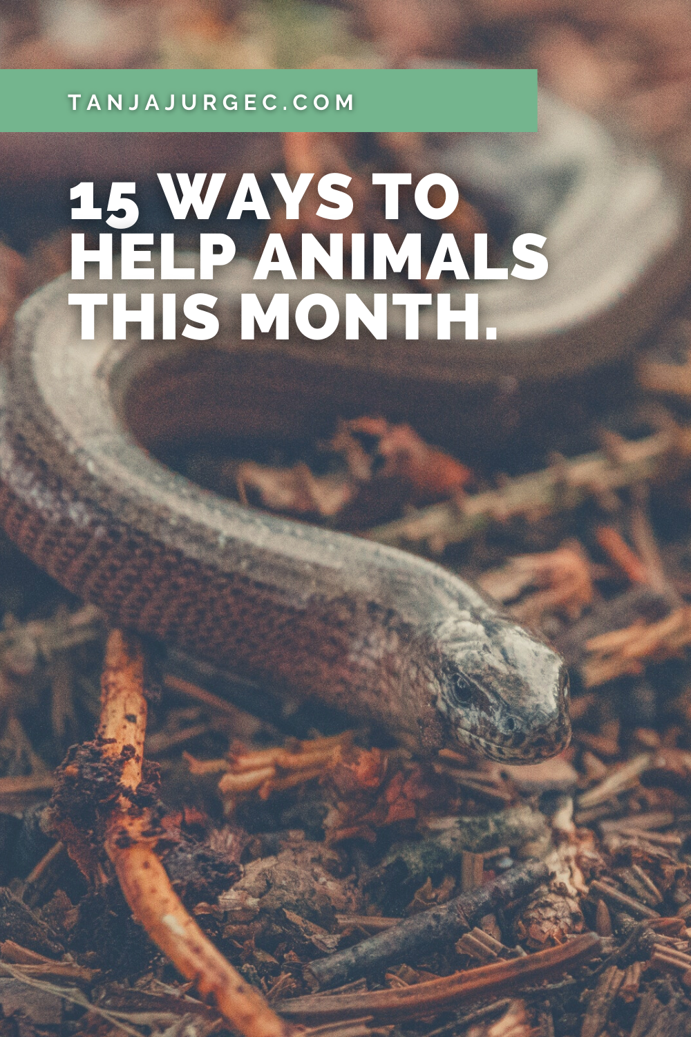 15 ways to help animals this month. - Mindful and Ethical Living